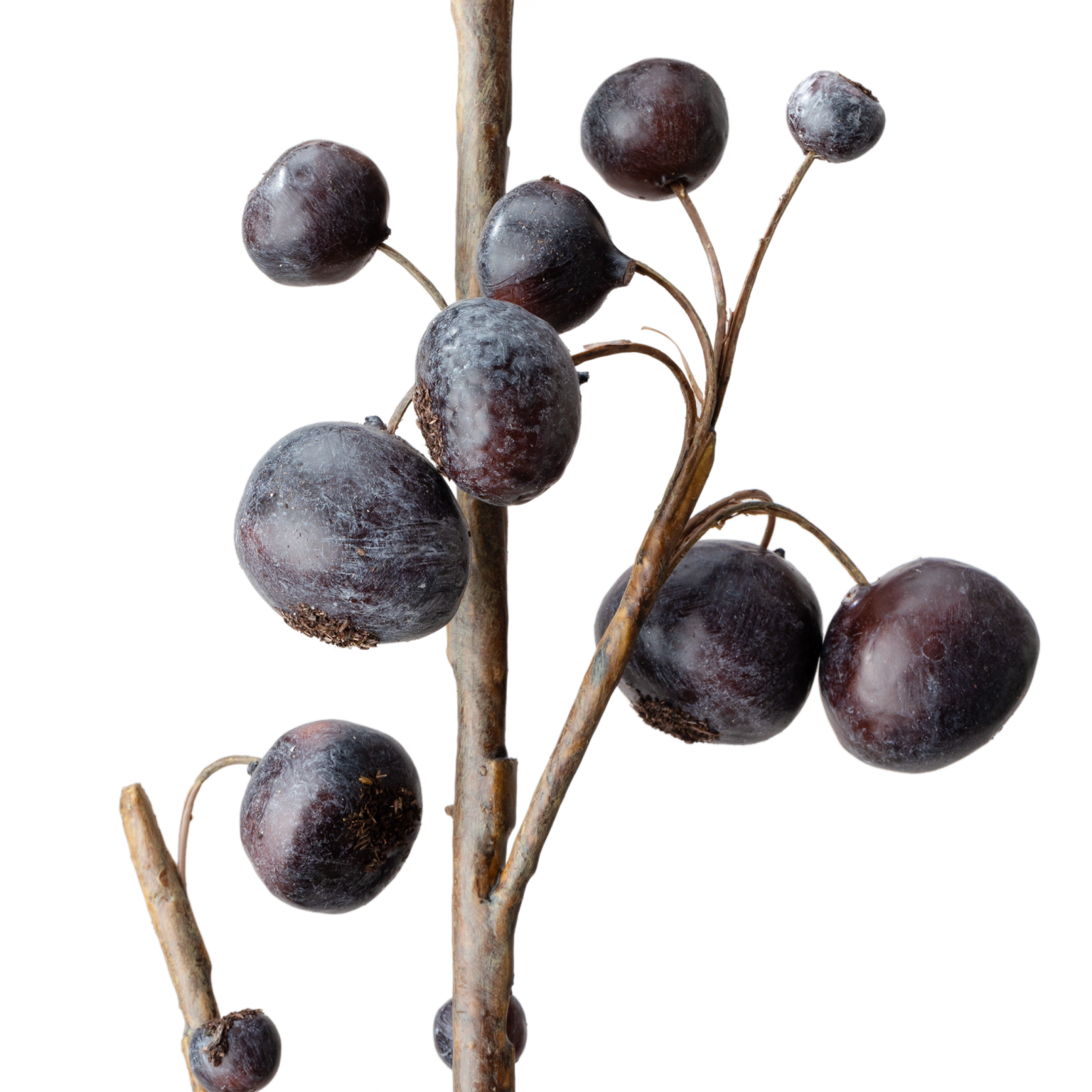 » PLANT PERSIMMON FRUIT -PURPLE